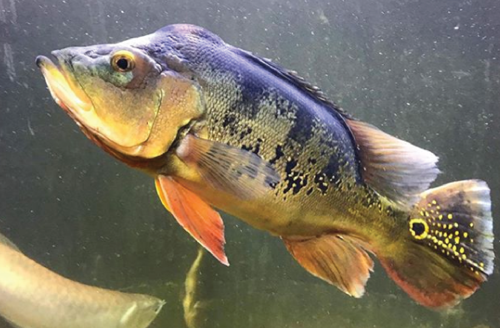 Peacock Bass Monoculus Si Roket Dengan Wajah Manusia - Nakama Aquatics