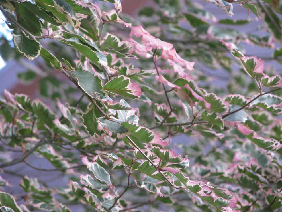 A Haven for Vee: Tricolored Beech