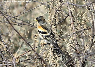 Aves de Aragón : Pinzón real