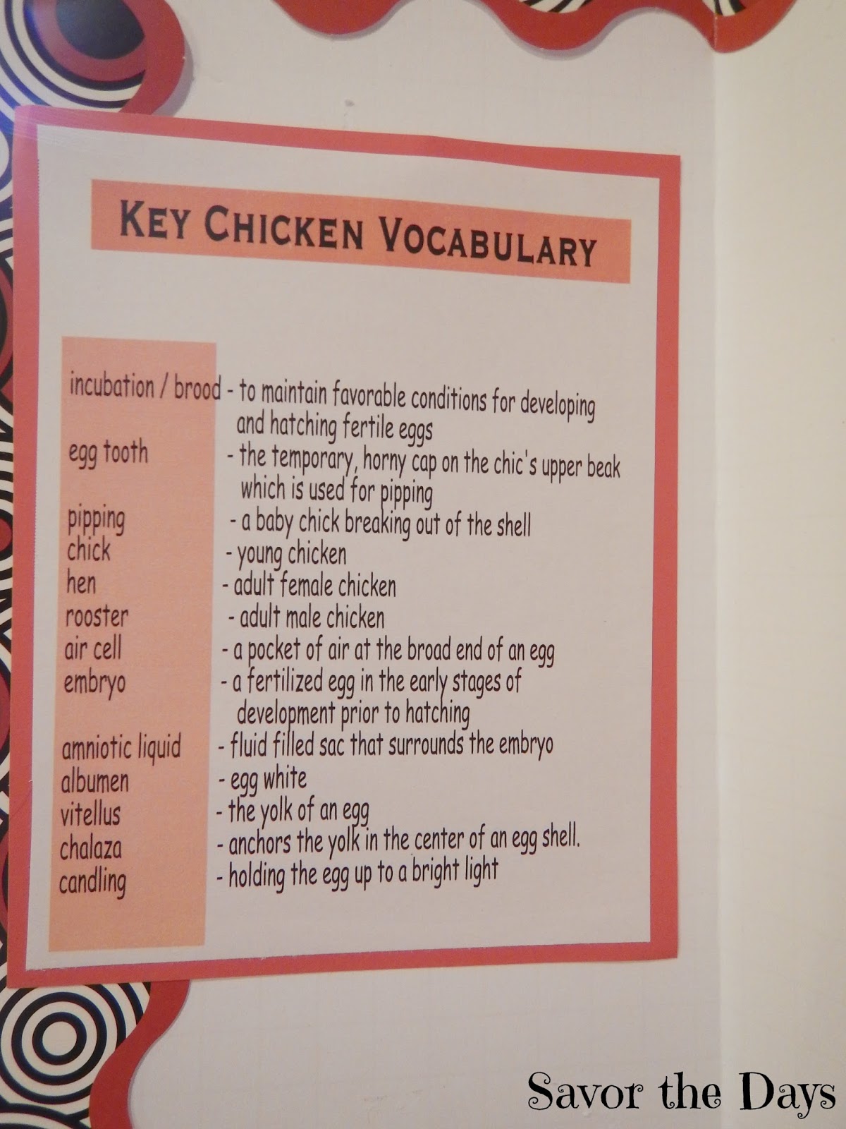 Savor The Days: Learning All About Chickens