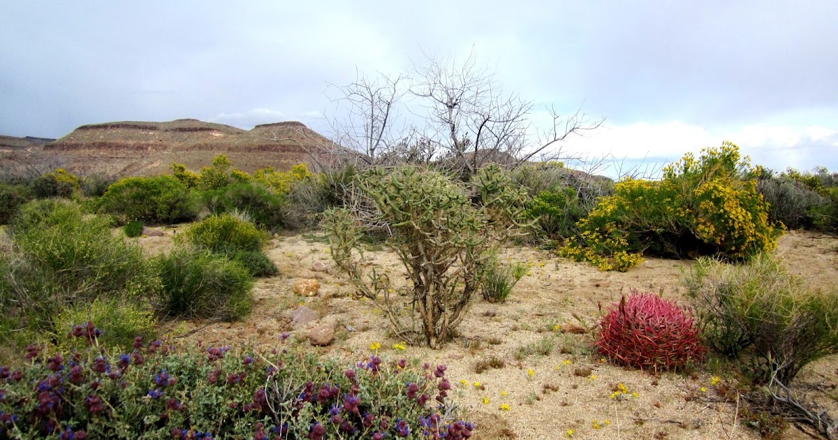 Wildflowers of the Mojave Desert