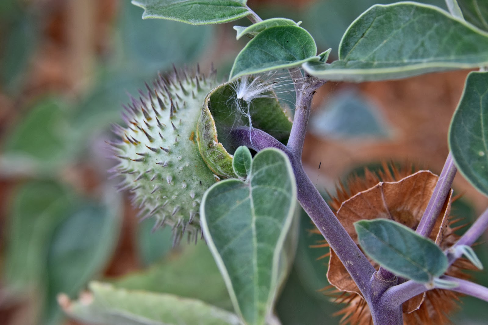 Adventures through Photography: Bird Watch 2016: Sacramento Wildlife ...