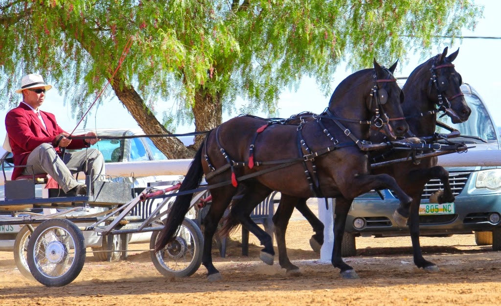SA VLAAMPERD: WILLISTON SKOU 2014