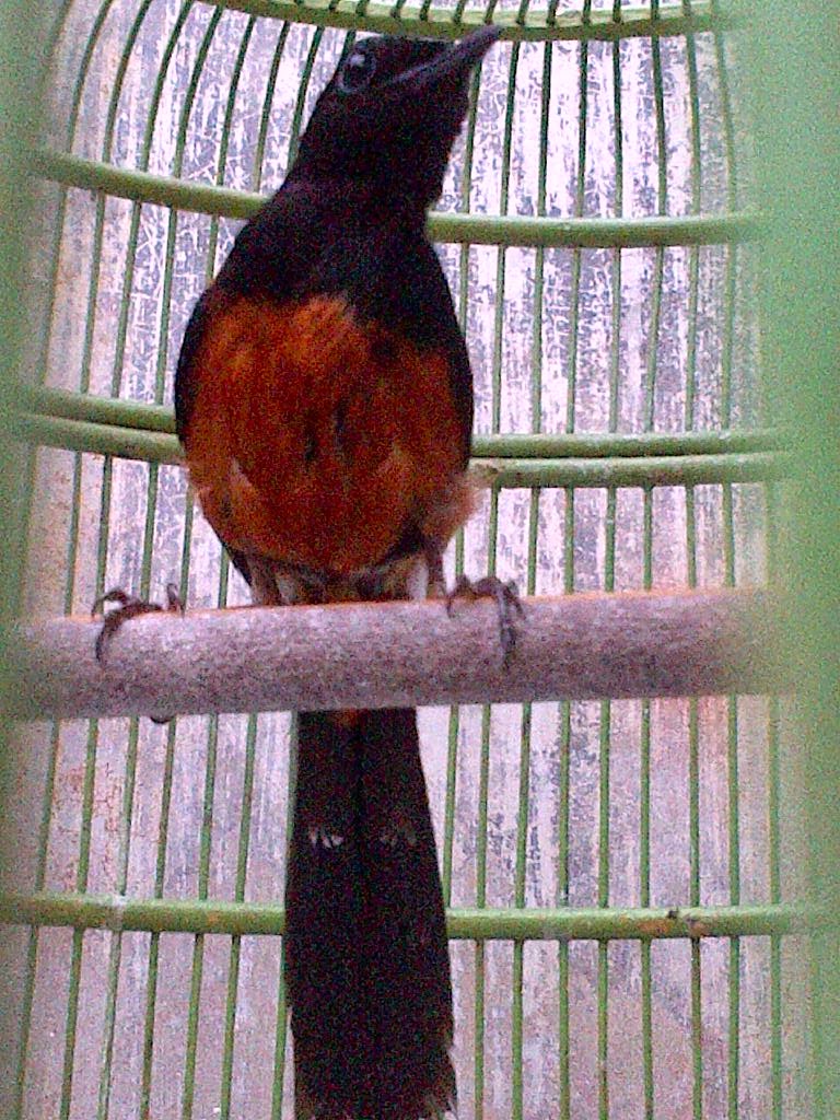 Mengulas Murai Batu Ekor Hitam - Gado-Gado Cerita Saya