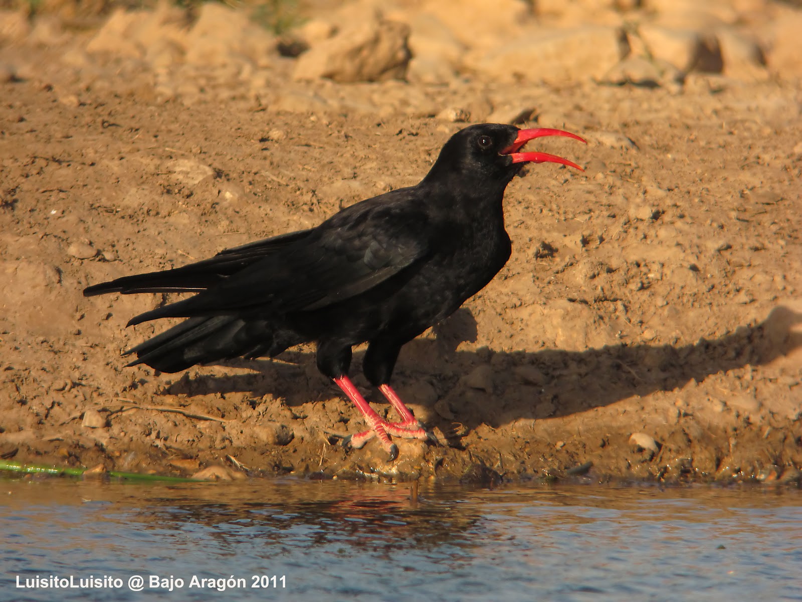 TELESFOTO: FOTOGRAFIAS REALIZADAS MEDIANTE DIGISCOPING