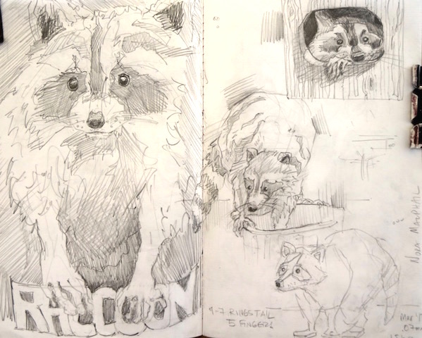 NORA MacPHAIL - ARTIST: Sketchbook - animal pages