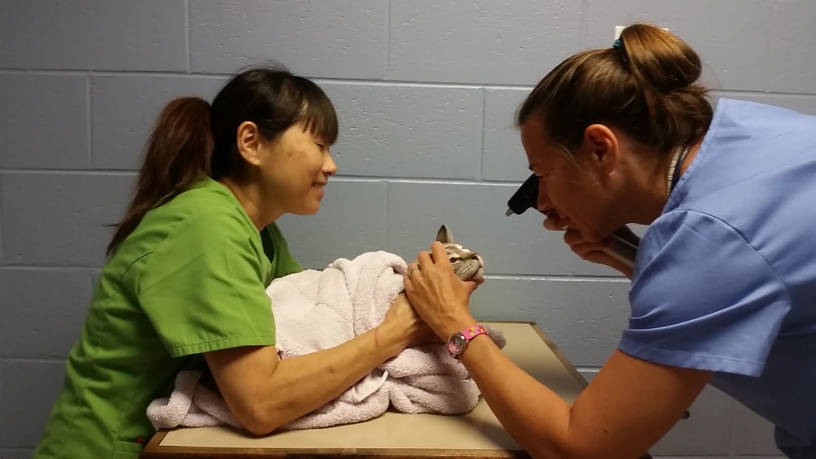 My Summer Vacation Big Day At The Vet my-summer-vacation-big-day-at-the-vet