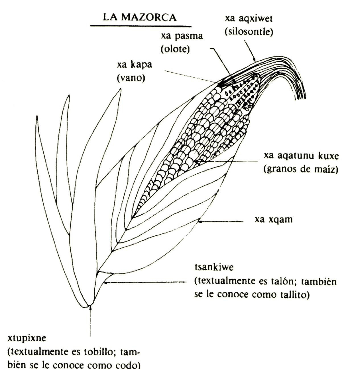 MAIZ: TAXONOMÍA DEL MAIZ
