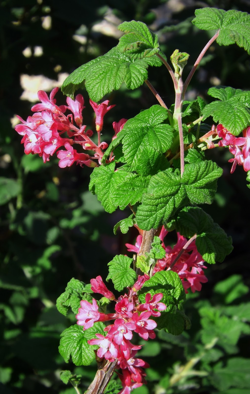 Gardening Where You Are-The Garden Company: Nothing Wrong With Natives...
