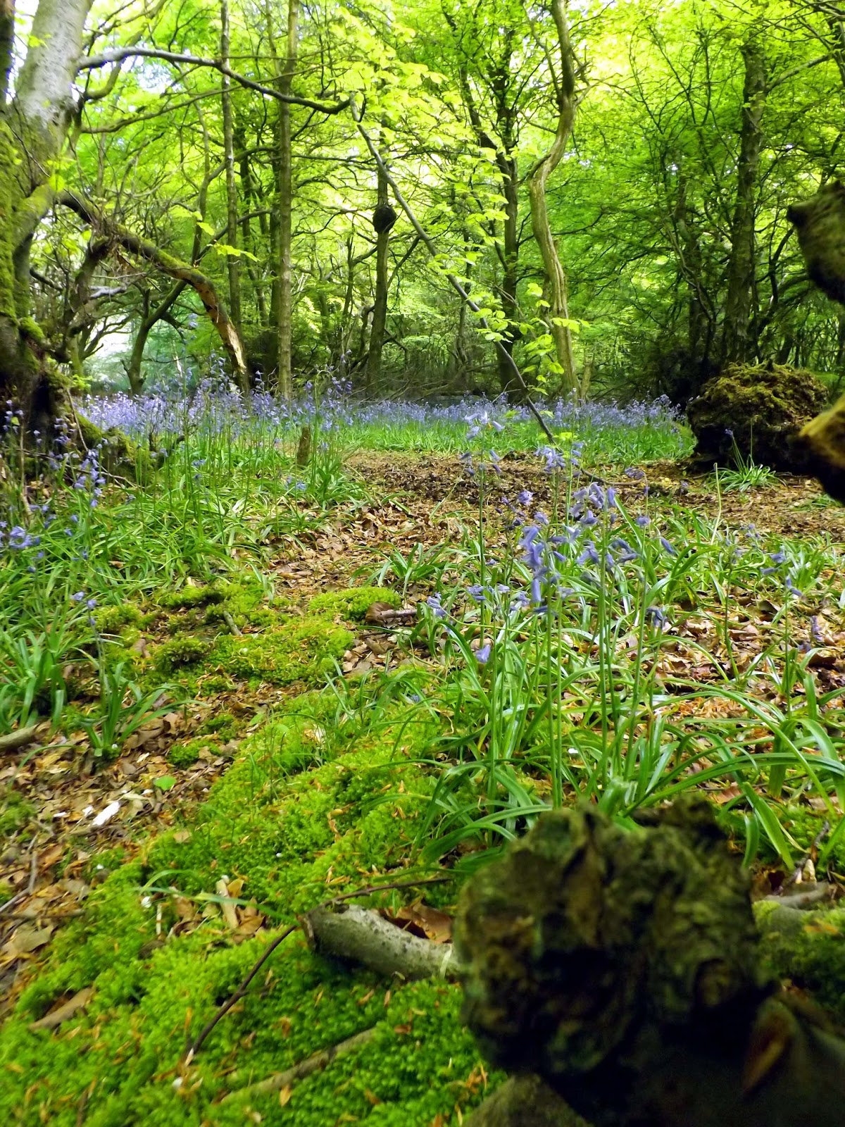 My Adventures 3: A Chilterns Walk: Coombe Hill and Wendover Circular ...
