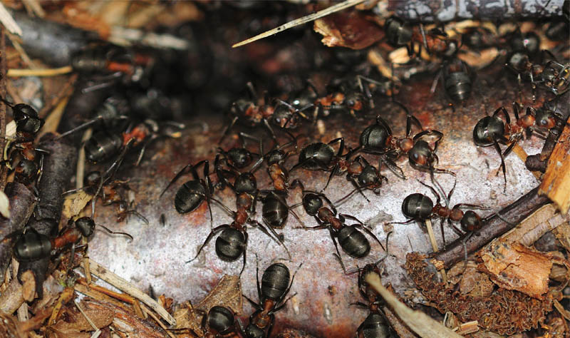 Ripley's Believe It Or Not!