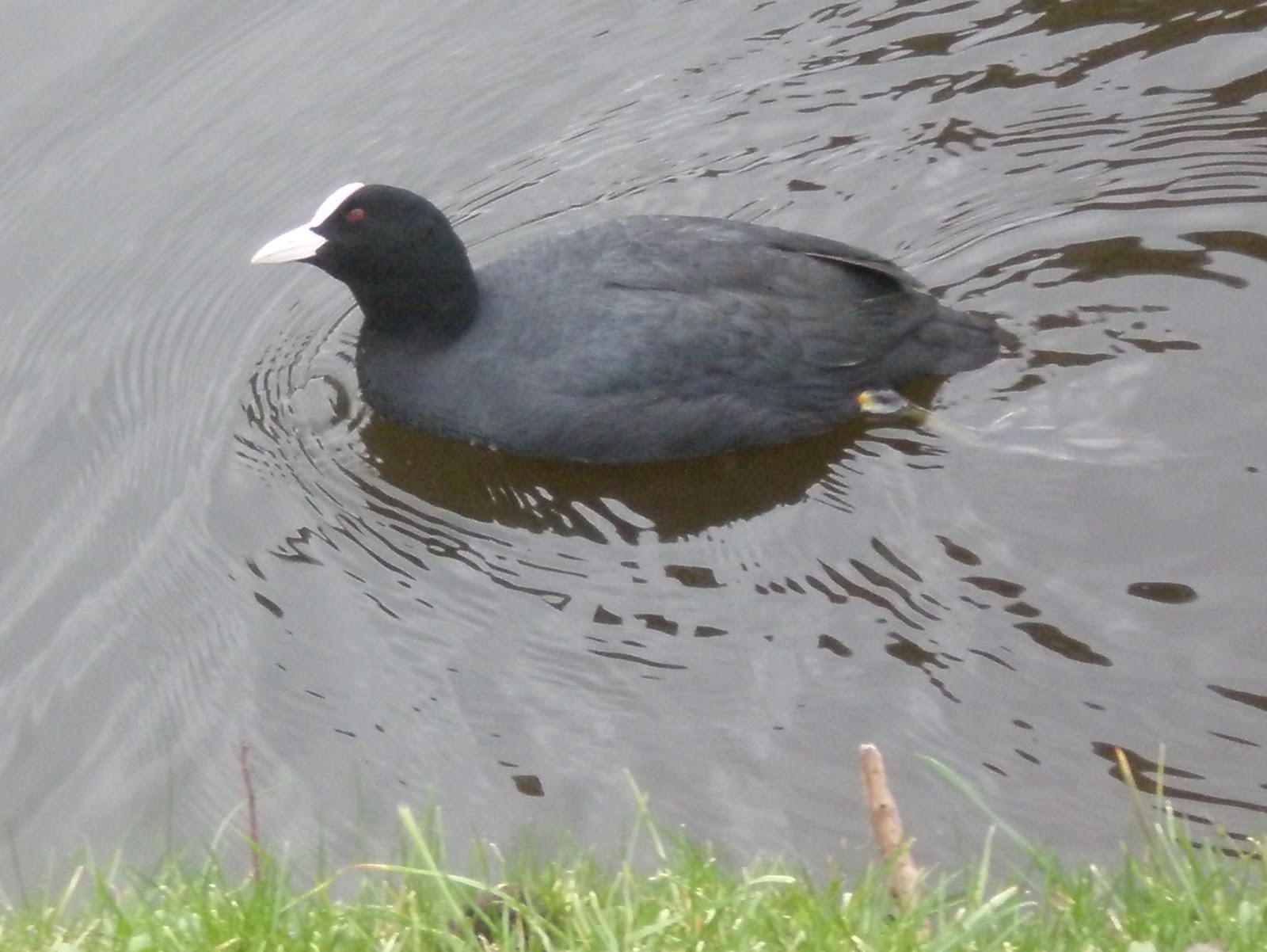 La lectora corrent: de març 2012