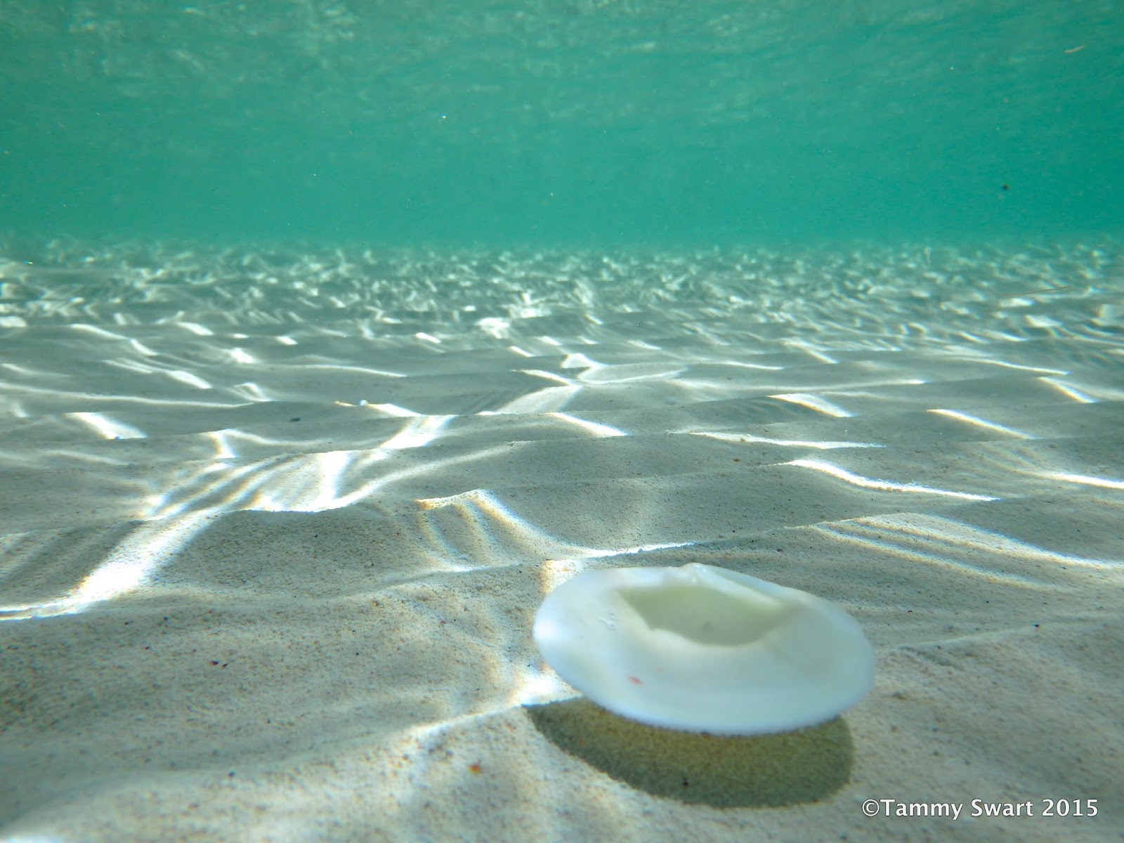 Things we did today...: Goodbye Abacos - Hello Berrys!