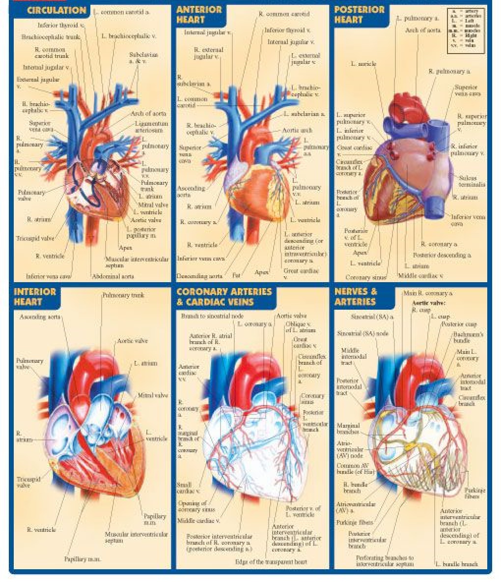 Medical And Health Science Heart And Their Functions