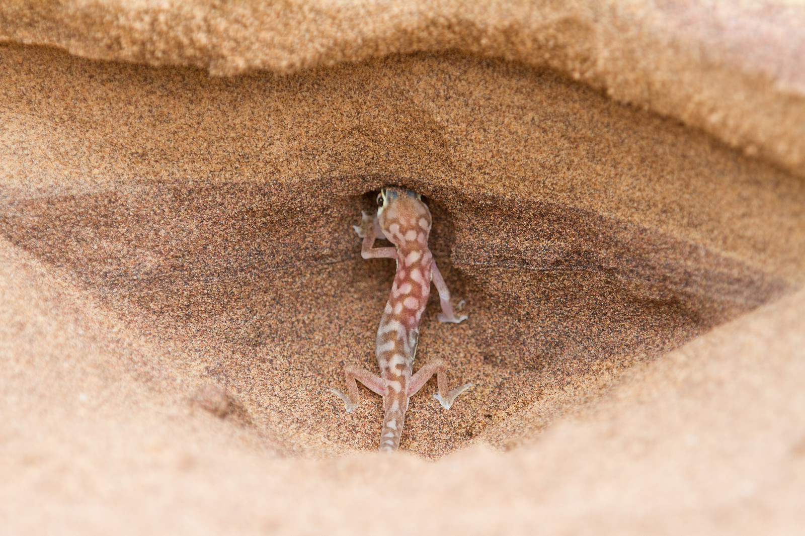 Web-footed Gecko Facts And Pictures, 57% OFF