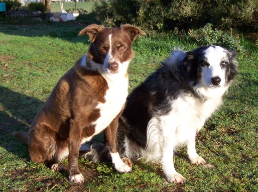 All Dogs Breed: Australian Koolie or German Coolie (Австралийский ...