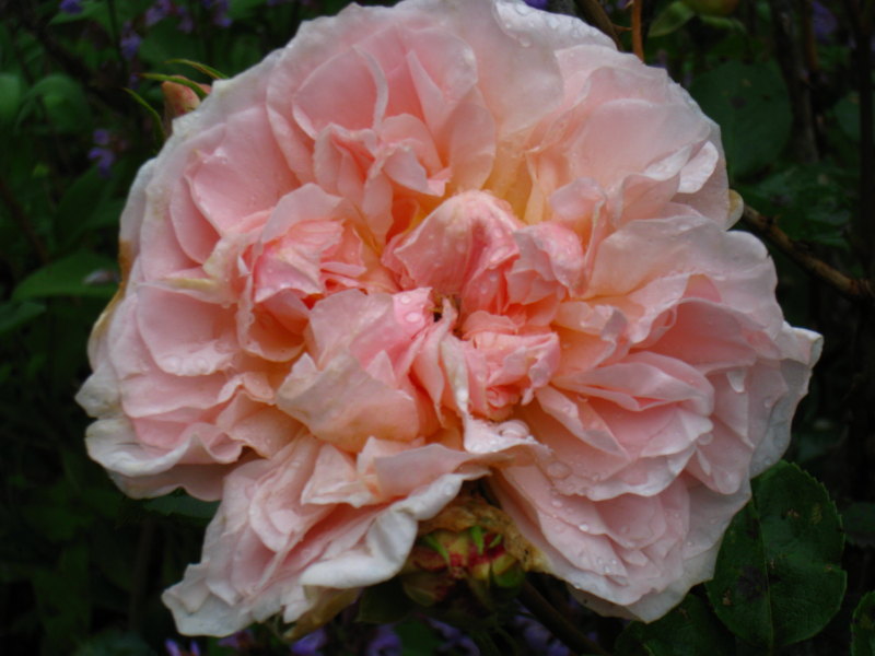 Hortus Conclusus: My Personal Rose History
