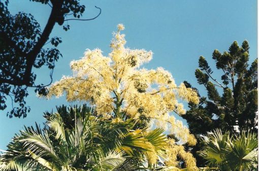 Palmier talipot | Flore de l’île de la Réunion