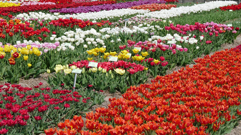 Bali, Cuba, Egypt, France, Italy, the Netherlands and Spain: Hortus ...