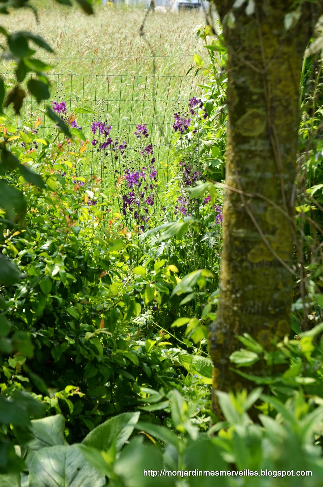 Mon Jardin Mes Merveilles: Mauve comme... une forêt Violette