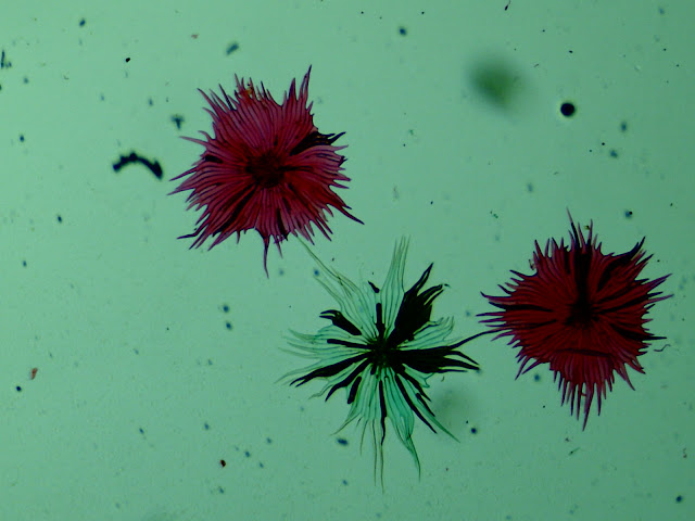 Simple Things Nature Notebook: Microscopes: Stereo vs. Compound