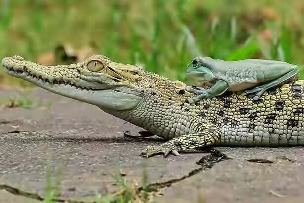 Fearless family of frogs hitch a ride on crocodile's back