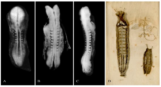 Embryology in the Qur’ān: The head of the embryo resembles a Leech’s sucker
