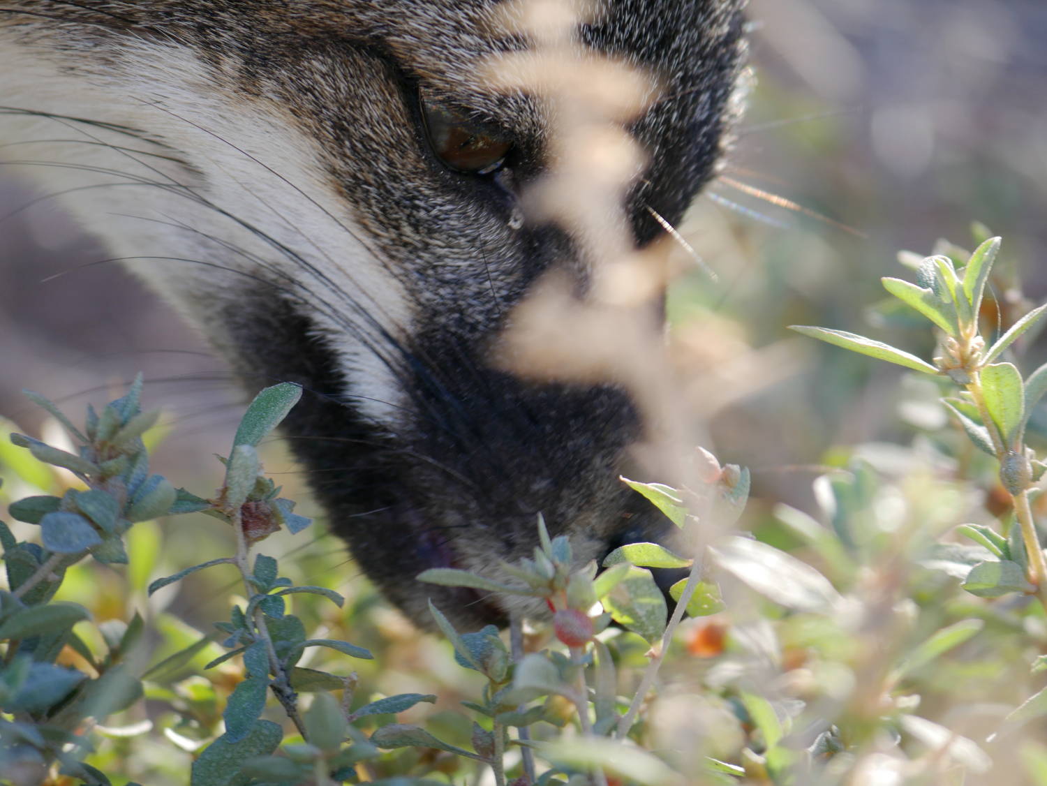 Friends of the Island Fox