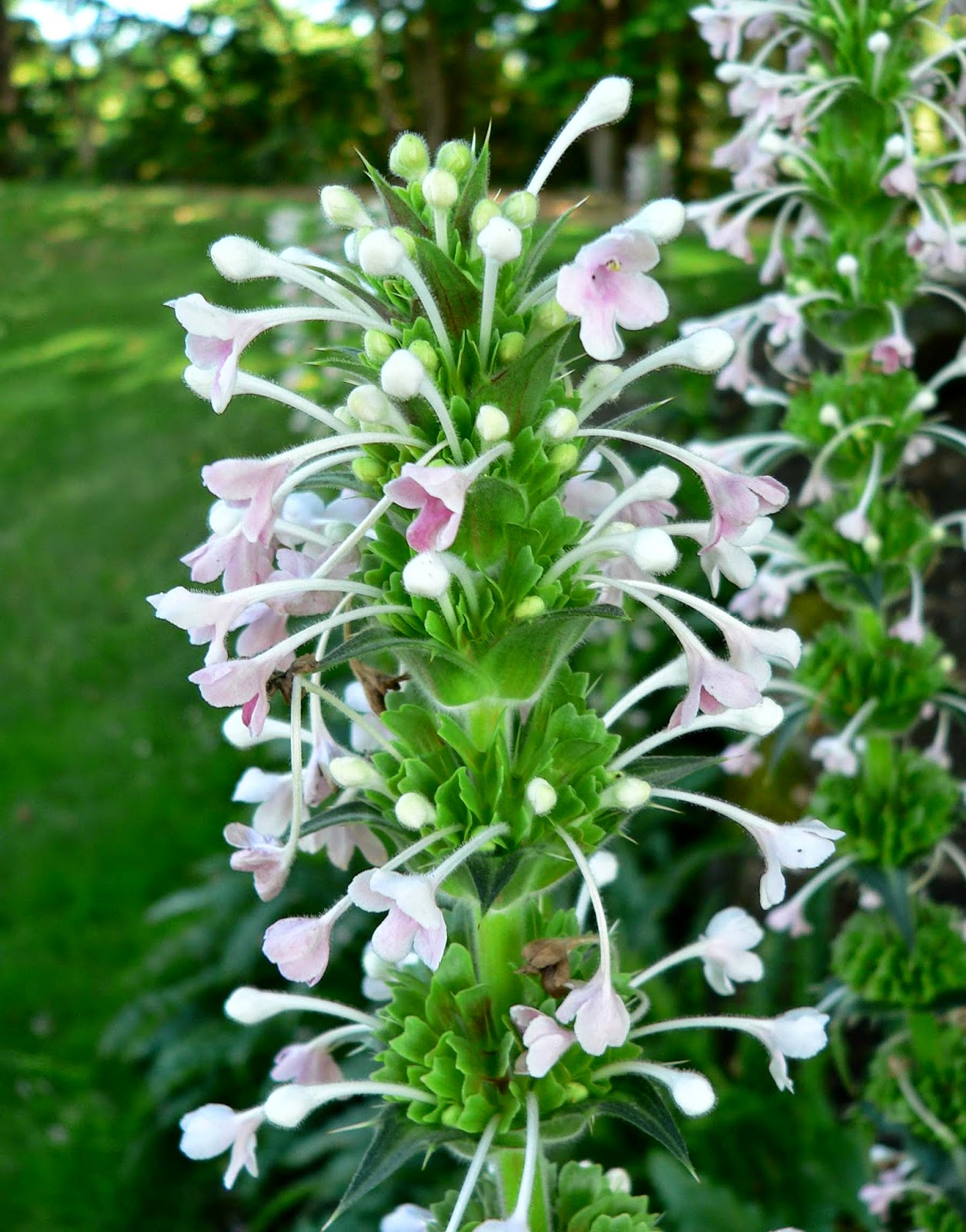 Plant of the Day: Plant of the day is: Morina longifolia or Himalayan ...