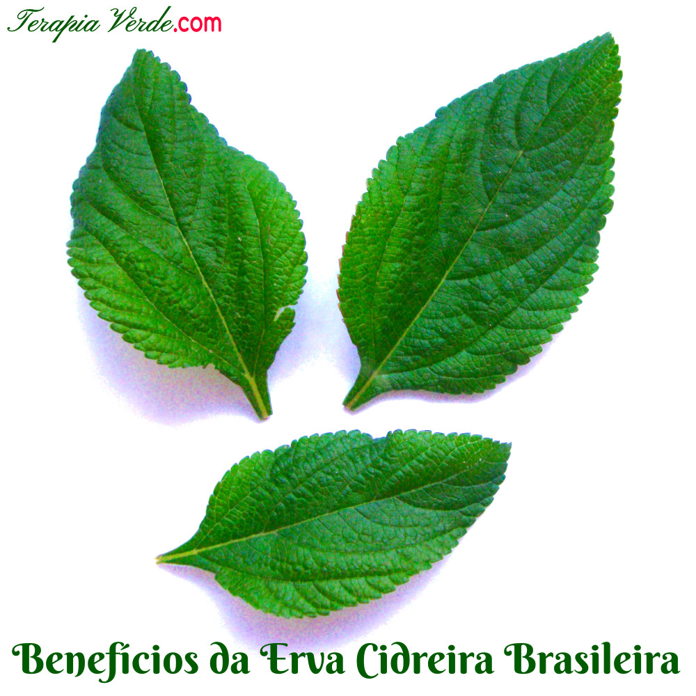 Benefícios da Erva-cidreira brasileira | Terapia Verde