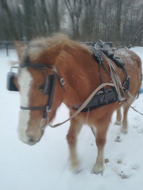 Adventures with Shyloh: r.i.p. sled