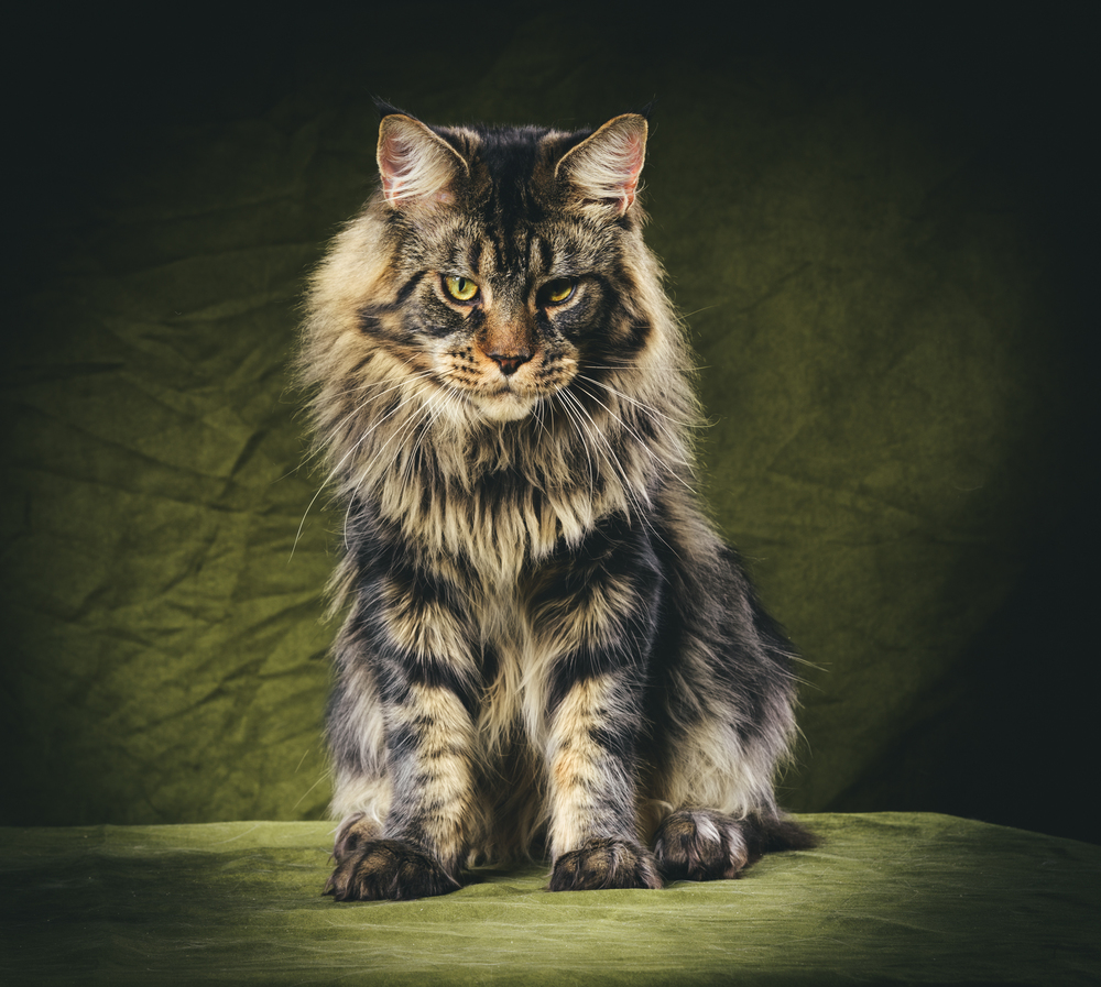 Nós, os Cachorros - No Japão: Raça de Gatos: Maine Coon
