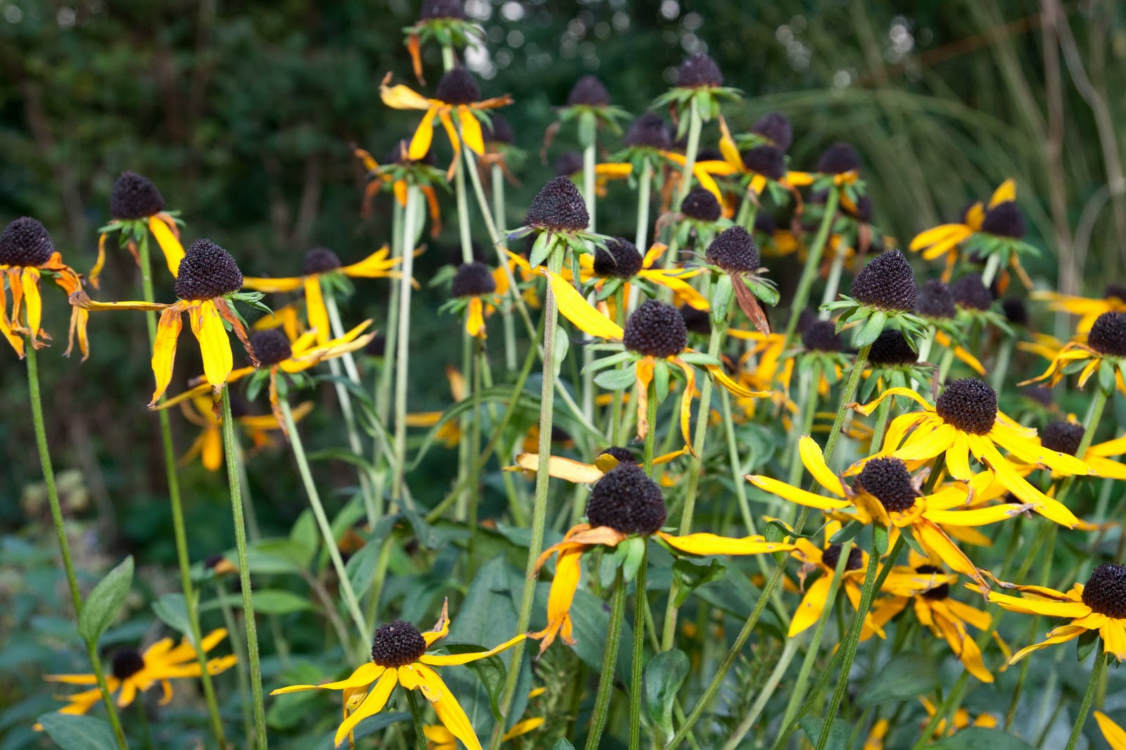 Grøntsagspigen: oktober 2011