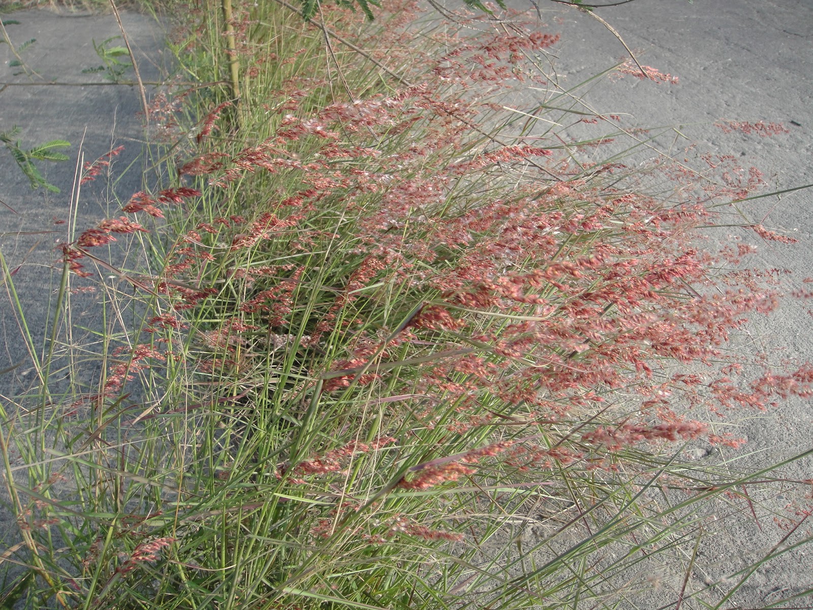 DWAN雲之端: 紅毛草--屬於禾本科，紅茅草屬；學名：Rhynchelytrum repens 〈Willd. 〉 C. E. Hubb ...