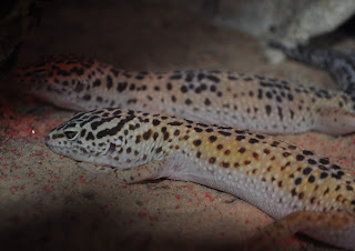 ZOOTOGRAFIANDO (6.100 ANIMALS): GECKO LEOPARDO / COMMON LEOPARD GECKO ...