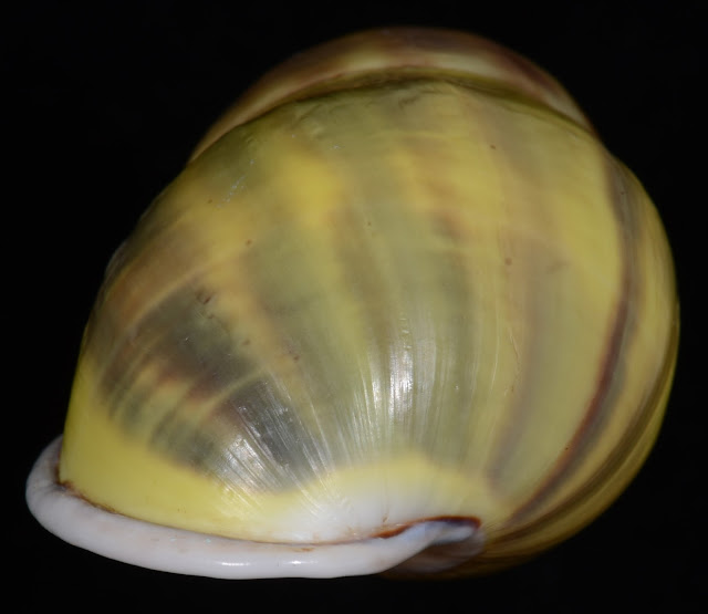 Dr. Lee's Gallery Museum: Amphidromus comes polymorphous 38.65mm