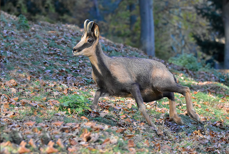 WILDLIFE GATEWAY: Rencontre avec les Isards