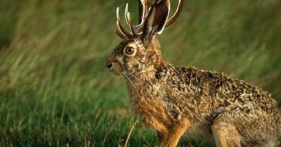 Signs in the Wilderness: Random wild creature