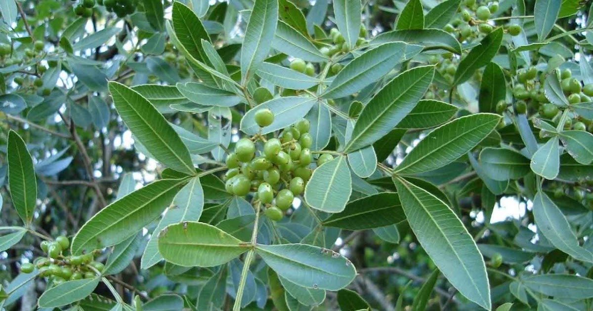 Argentina nativa: Molle de beber (Lithraea molleoides)