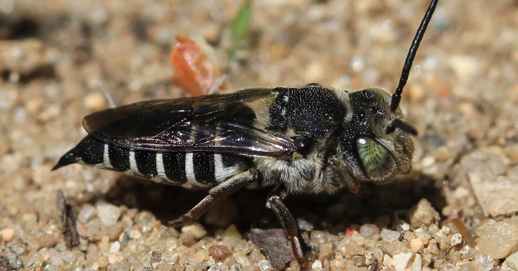 Catalogue of Organisms: Mooching Off the Relatives