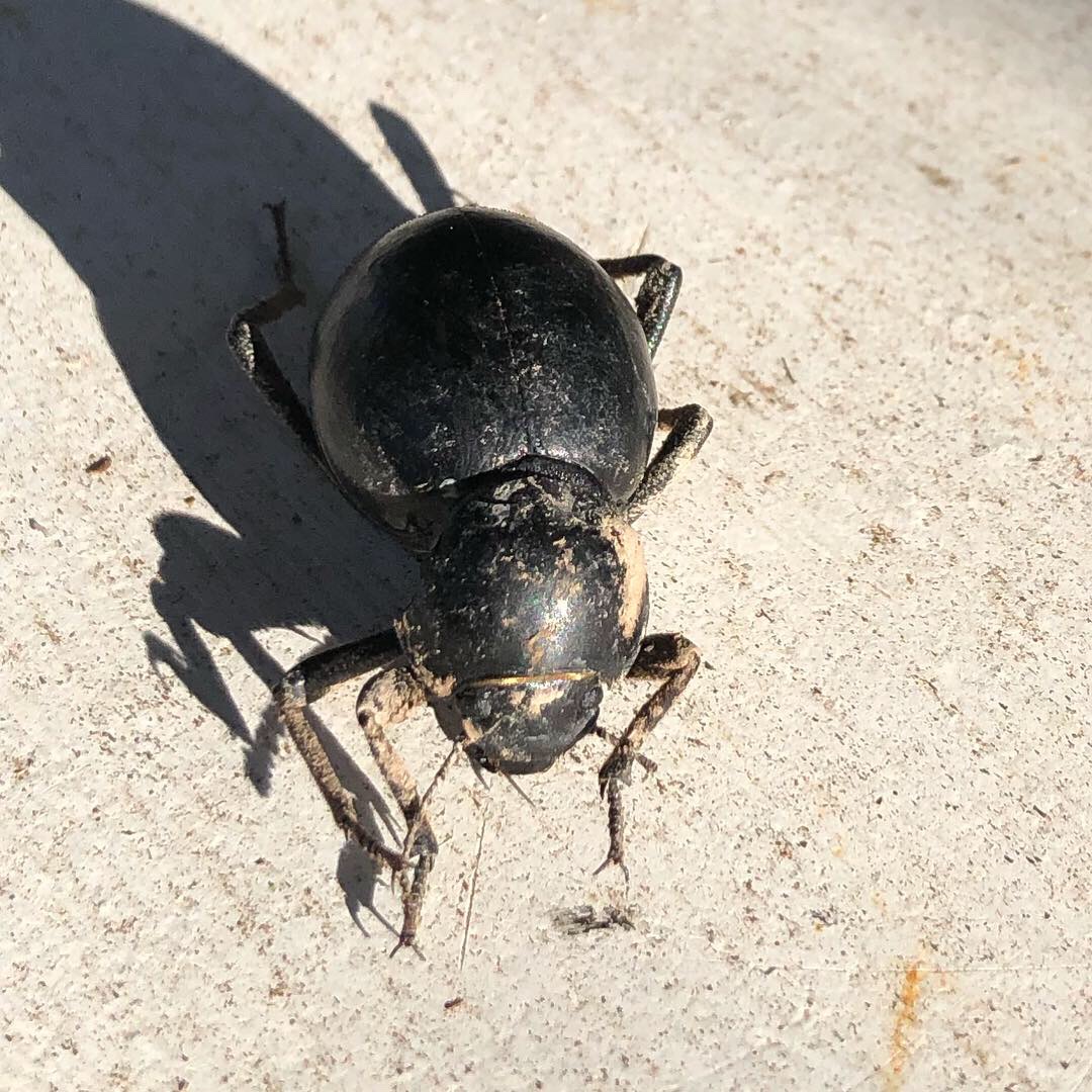 Entomology in South Africa: The Great Outdoors