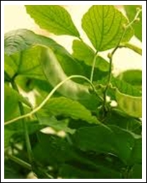 Blog Cikgu ERT: Kekacang