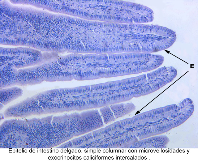 Manual interactivo de tejido epitelial: EPITELIO SIMPLE COLUMNAR CON ...