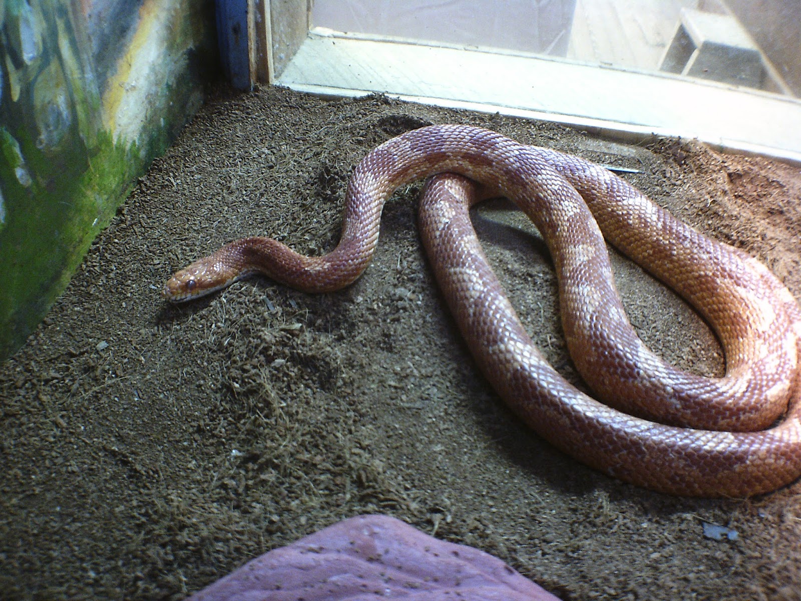 Corn Snake