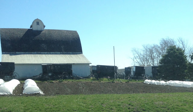 Amish Horses: Sunday Morning Drive