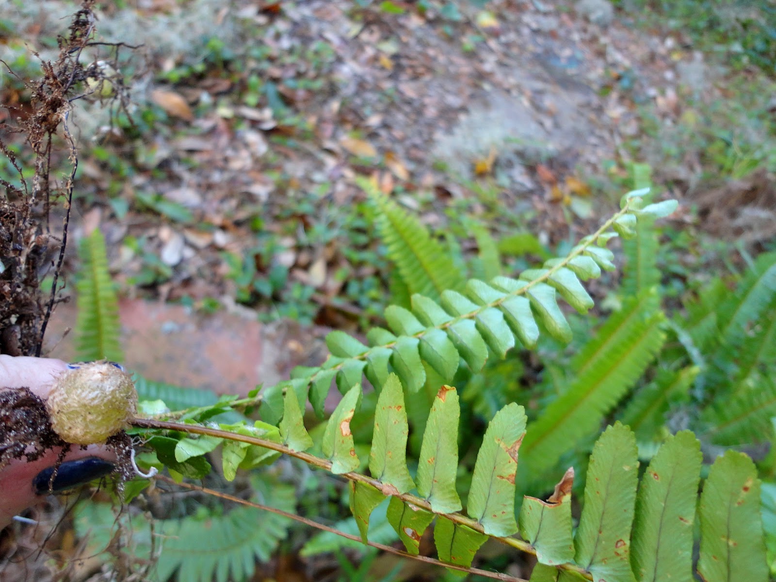 Journey to Natural: Tuber Sword Fern (Nephrolepis Cordifolia)