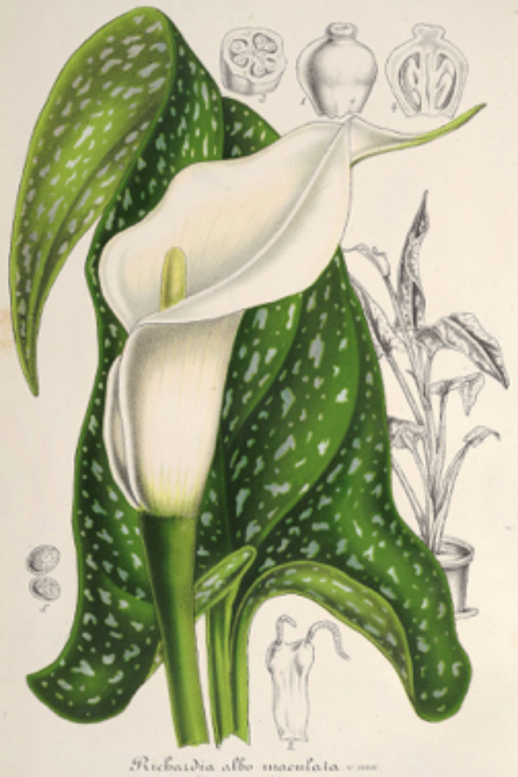 Calla: storie e arte