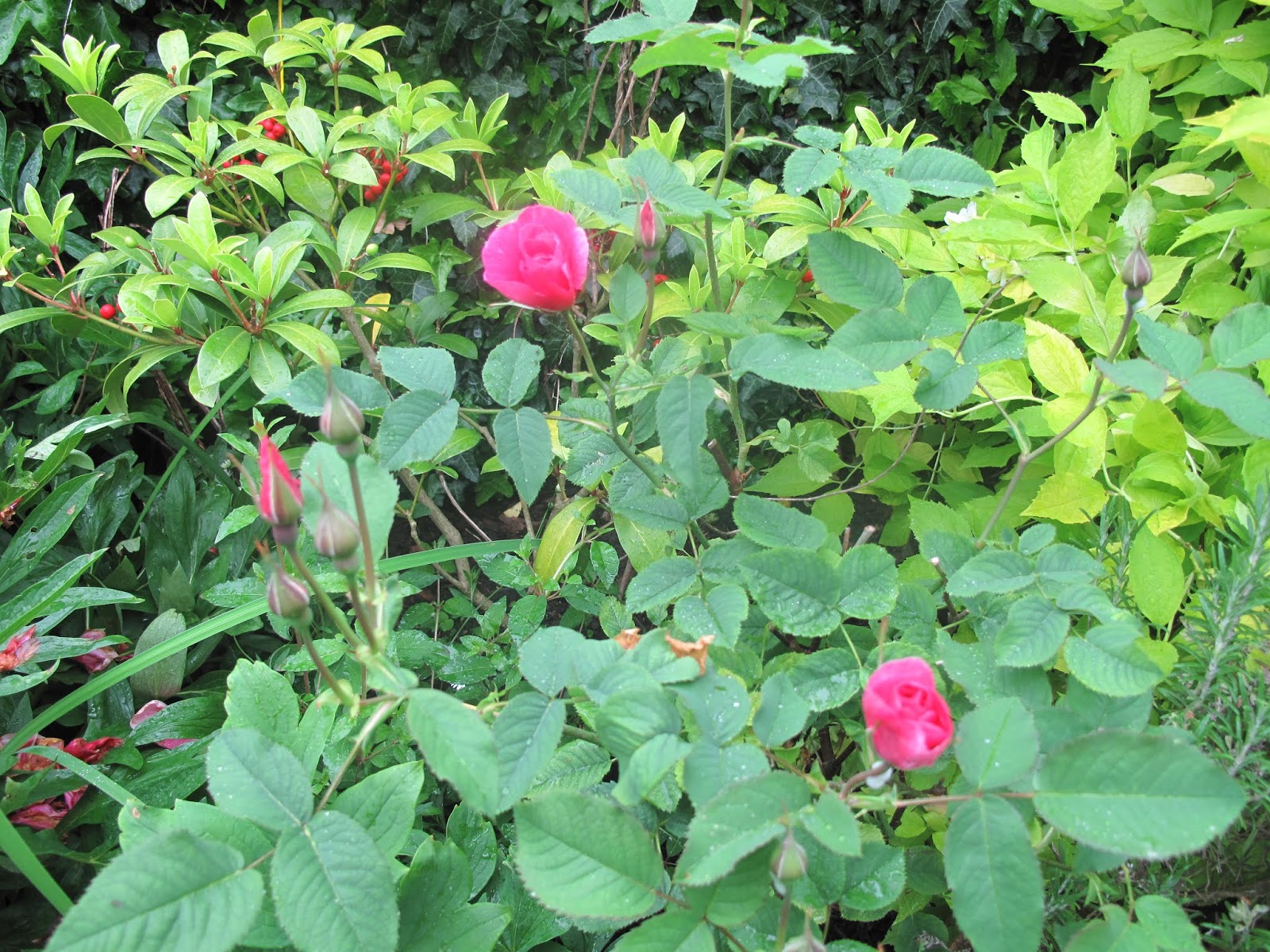Joanne's Cottage Garden: THE START OF THE ROSE FLOWERING SEASON