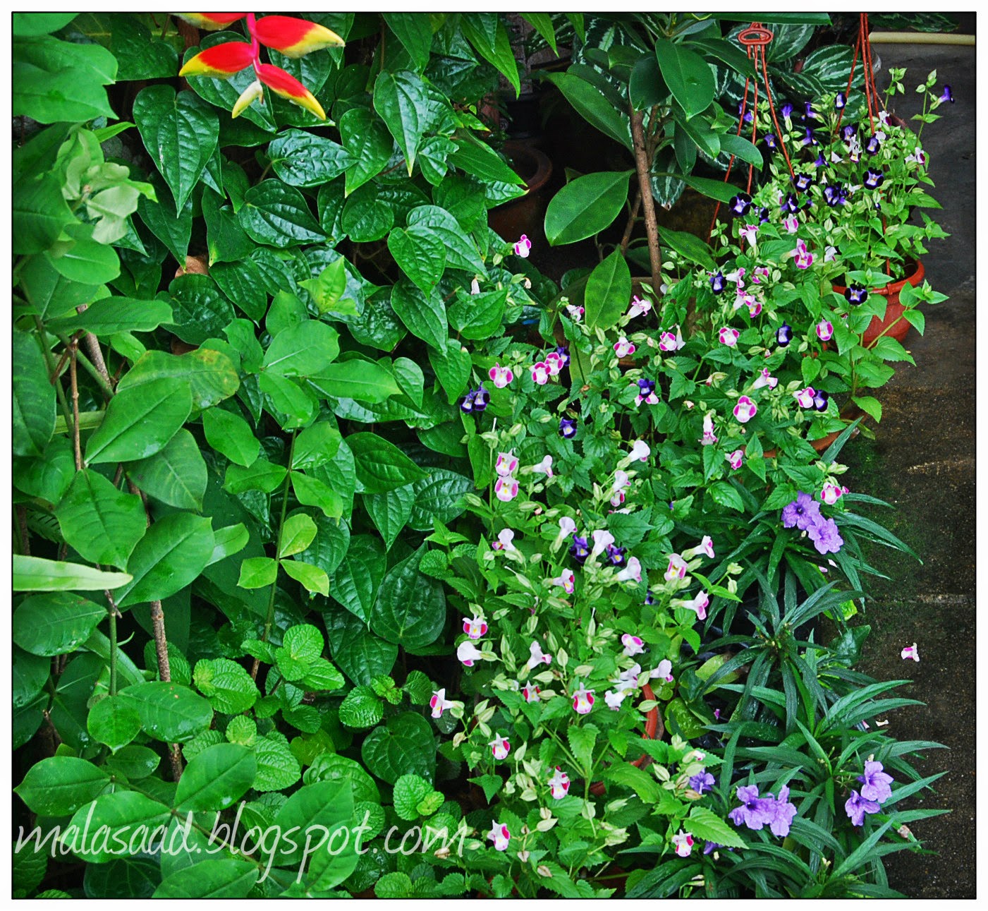 My Green Eye's: My Torenia Fournieri - Bunga Loceng