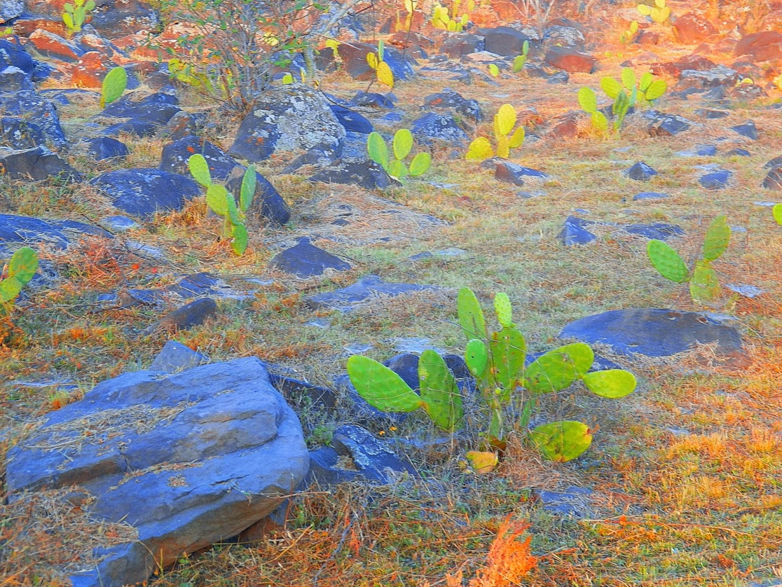 Jaime Ramos Méndez: Nopalera en Michoacán - Fotografía de Marco Wence